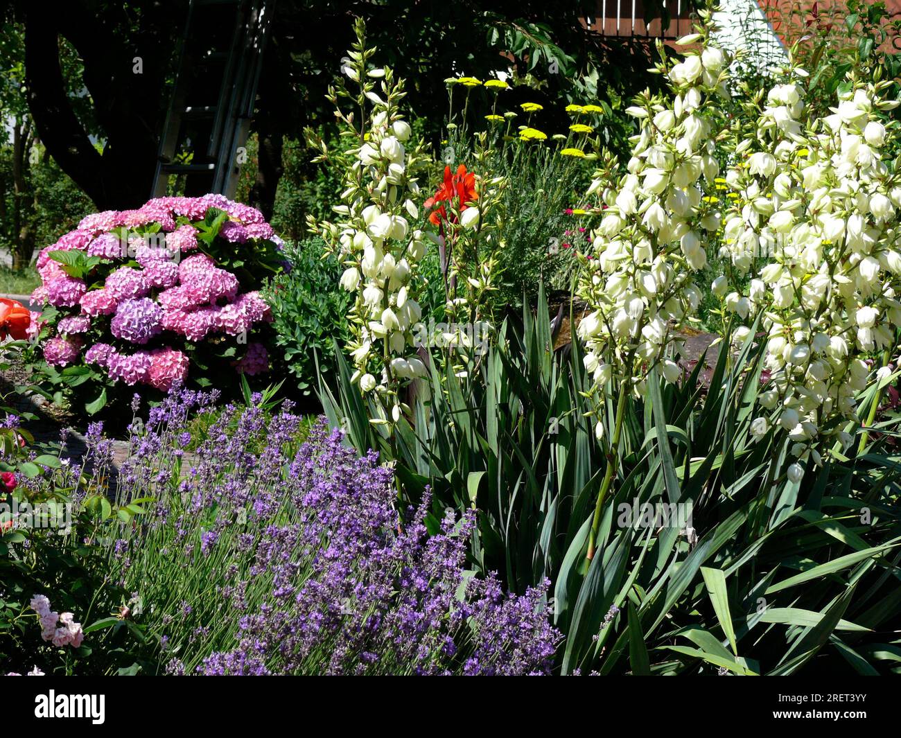 Yucca flowering in the garden, Yucca filamentosa, rhododendron and ...