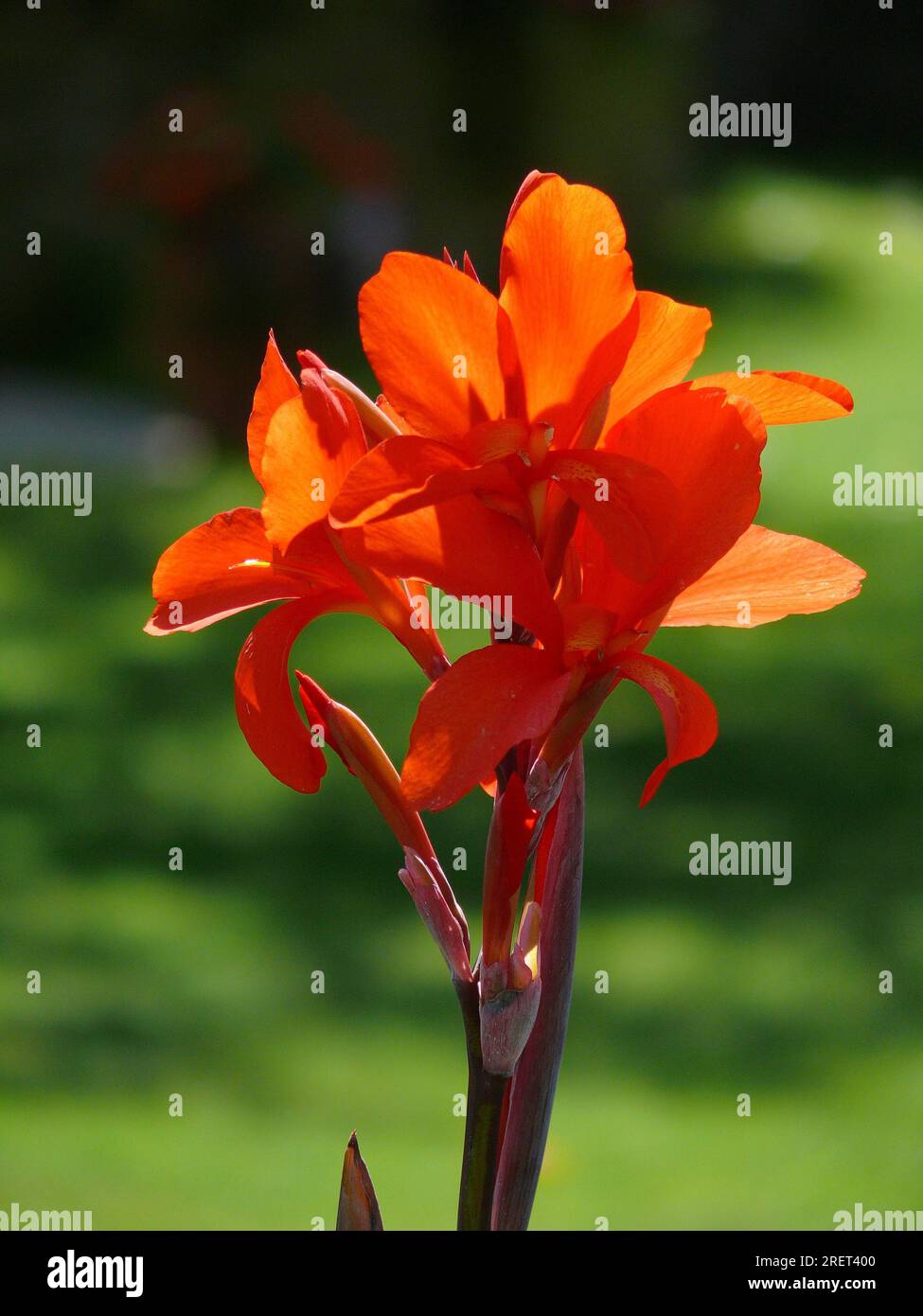 Canna red flowering, flower cane (Canna hybrid Stock Photo - Alamy