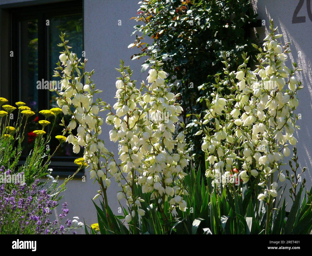 Yucca flowering in the garden, Yucca filamentosa Stock Photo - Alamy