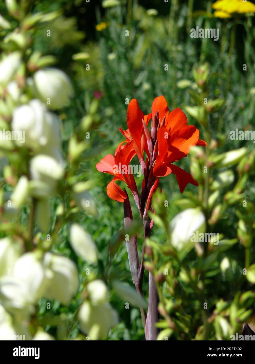 Canna red flowering, flower cane (Canna hybrid Stock Photo - Alamy