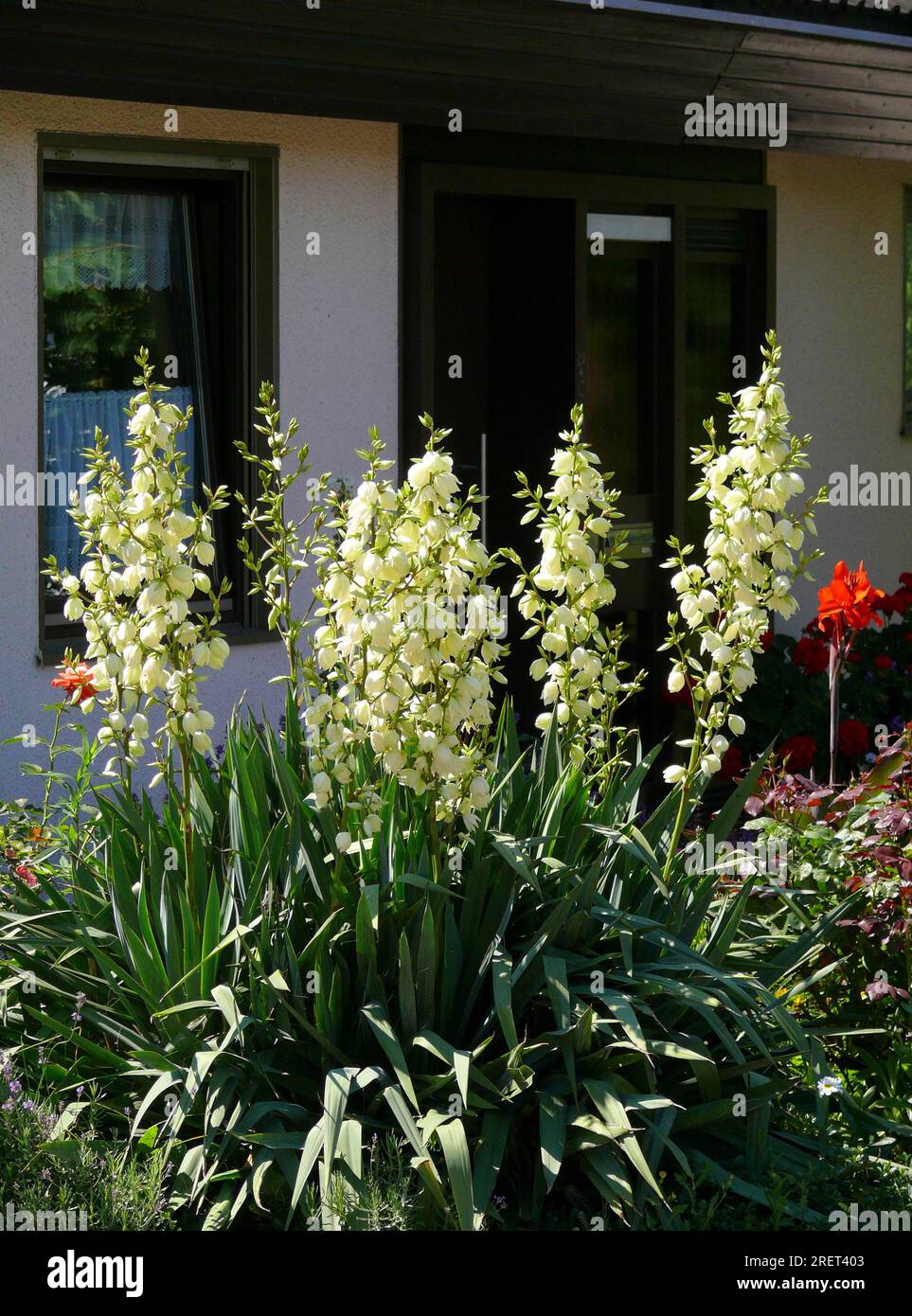 Yucca flowering in the garden, Yucca filamentosa Stock Photo - Alamy