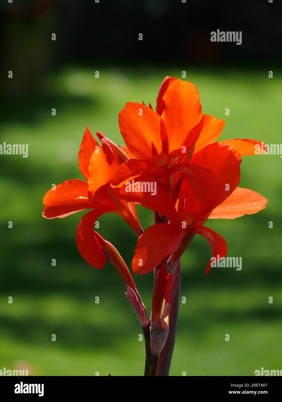 Canna red flowering, flower cane (Canna hybrid Stock Photo - Alamy