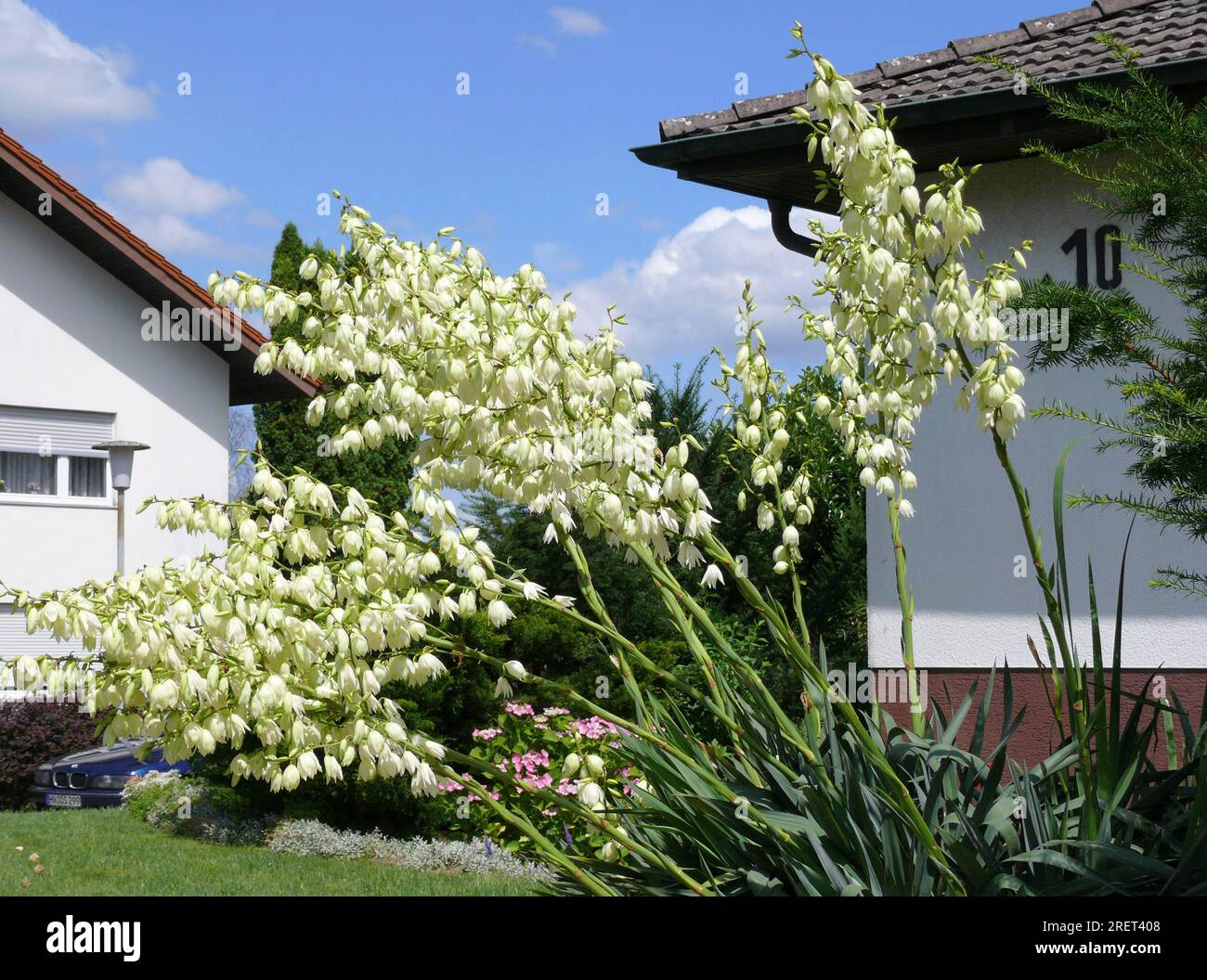 Yucca flowering in the garden, Yucca filamentosa Stock Photo - Alamy