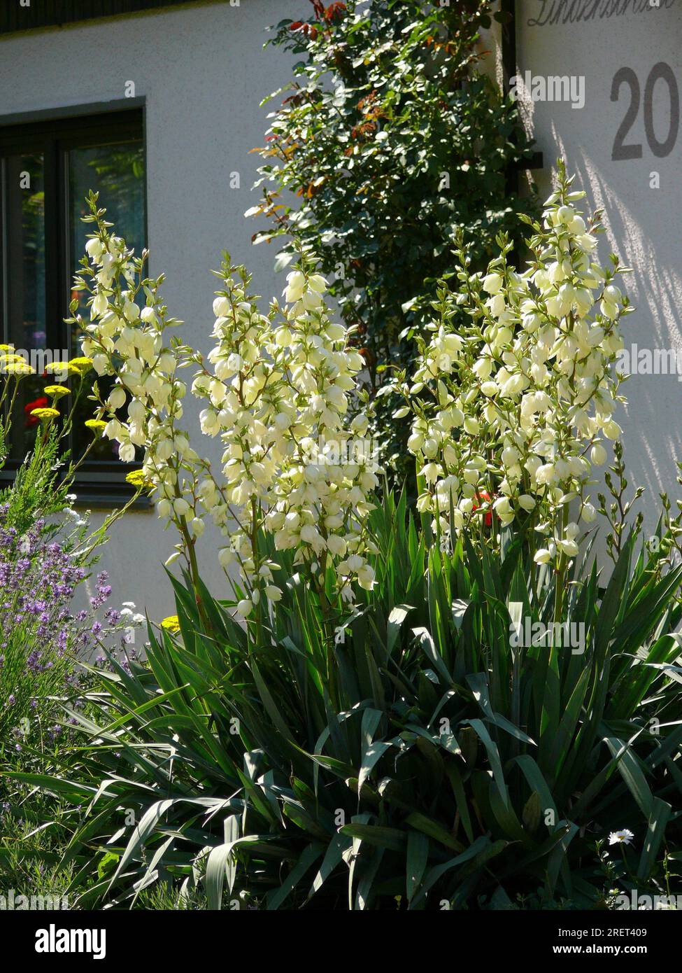 Yucca flowering in the garden, Yucca filamentosa Stock Photo - Alamy