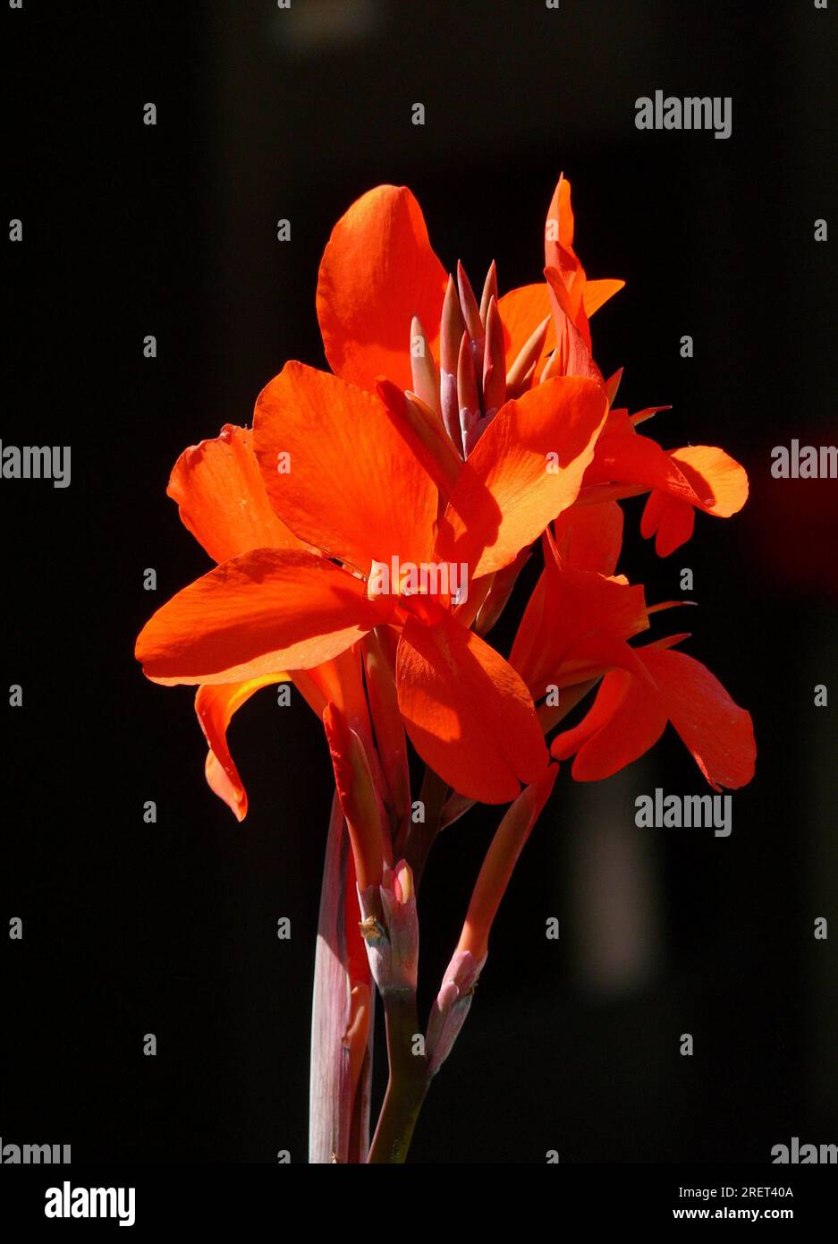 Canna red flowering, flower cane (Canna hybrid Stock Photo - Alamy