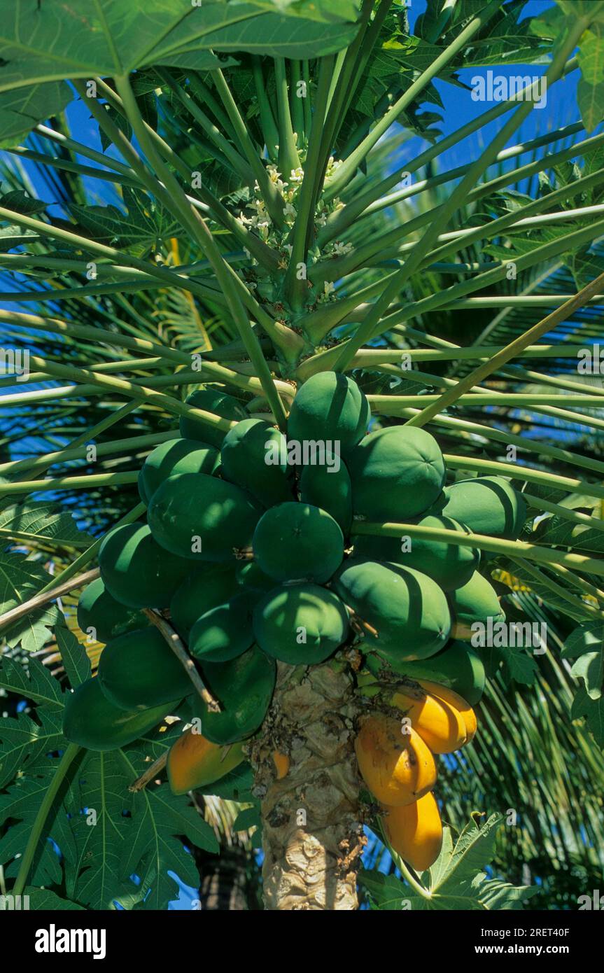 Pawpaw (Carica papaya) melon tree, plantation Stock Photo - Alamy