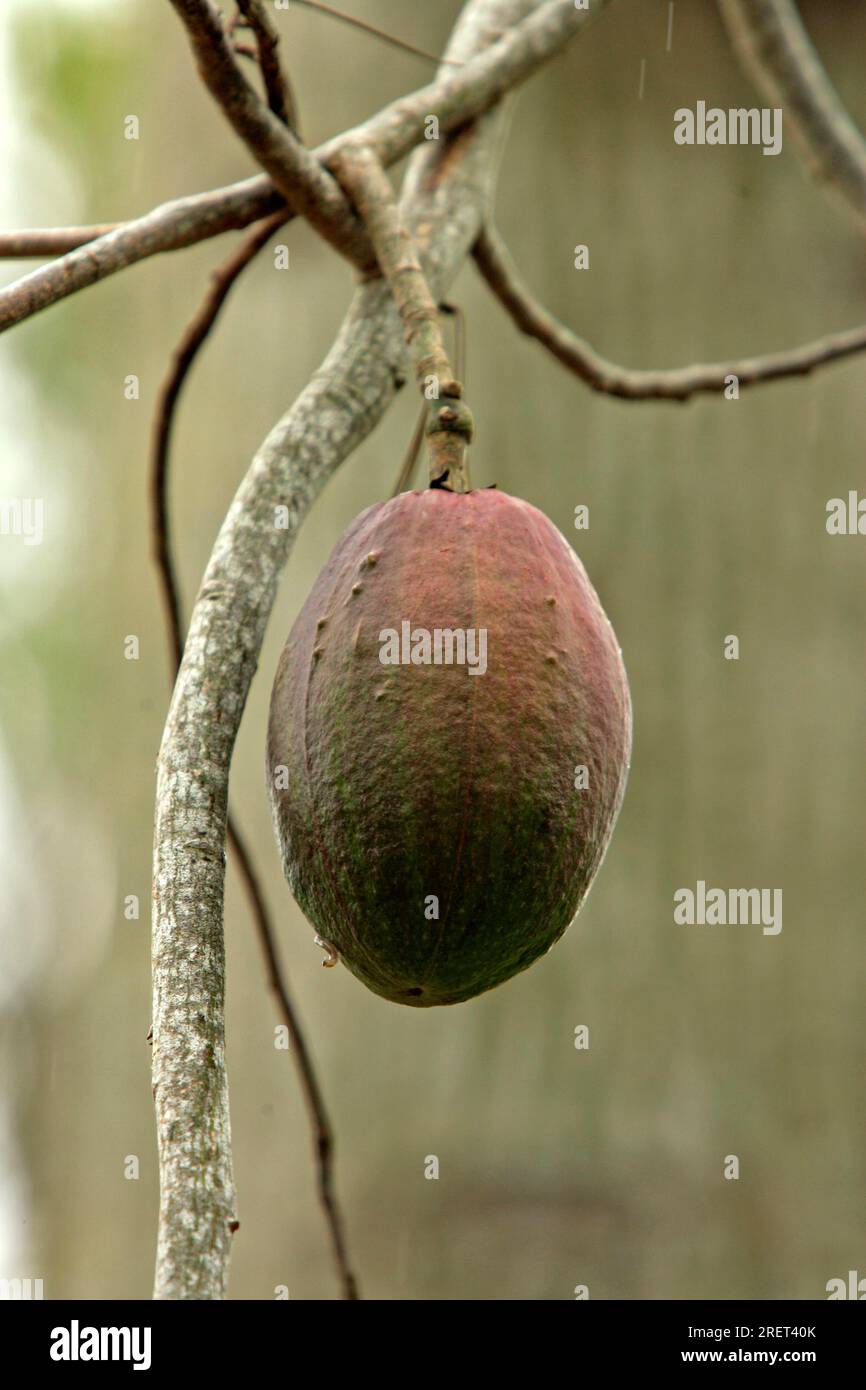 Floret Silk Tree Silk Raft Tree Chorisia speciosa Fruit Florida USA ...