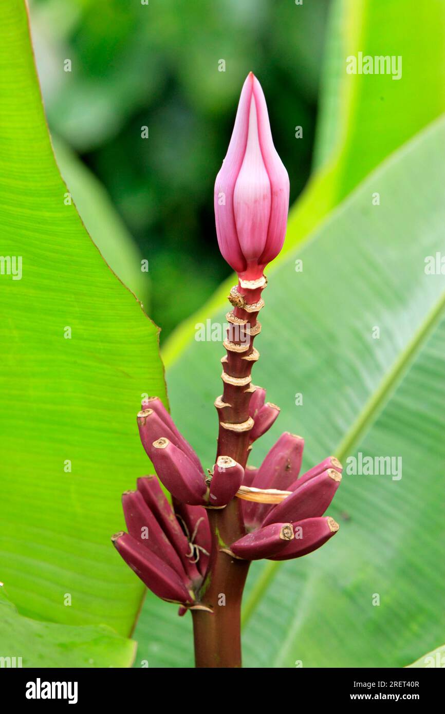 Banana (Musa) plant Banana plant sapientum fruit flower bloom Florida ...