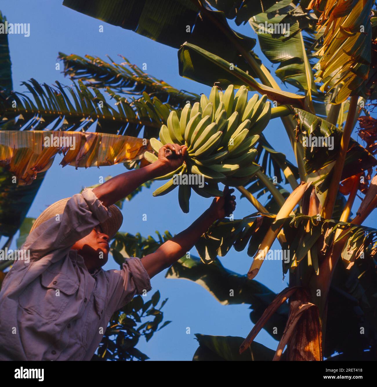 Banana harvest, banana tree (Musa acuminata), fruit stand Stock Photo ...