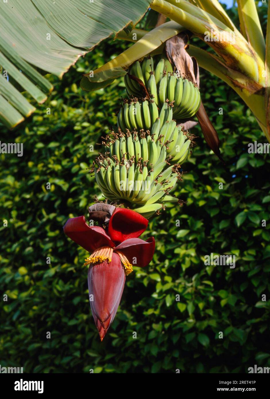 Banana tree (Musa acuminata), fruit bunch Stock Photo - Alamy