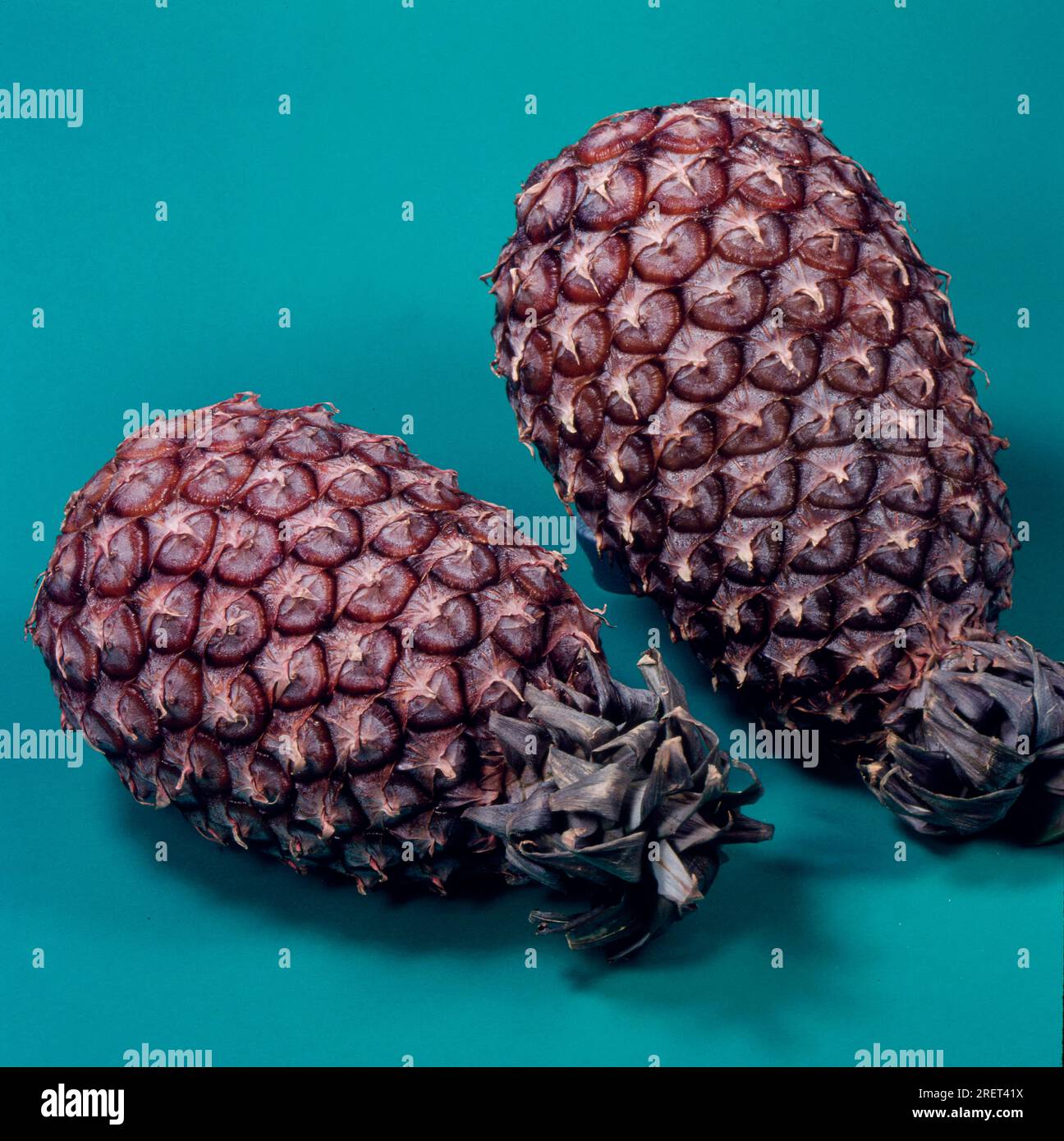 Inflorescence of an ananas comosus hi-res stock photography and images ...