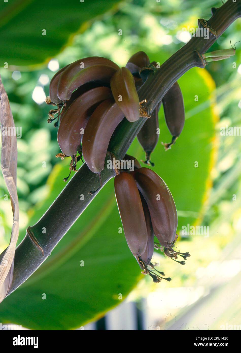 Red red banana (Musa velutina), dwarf banana, velvet banana, red velvet ...