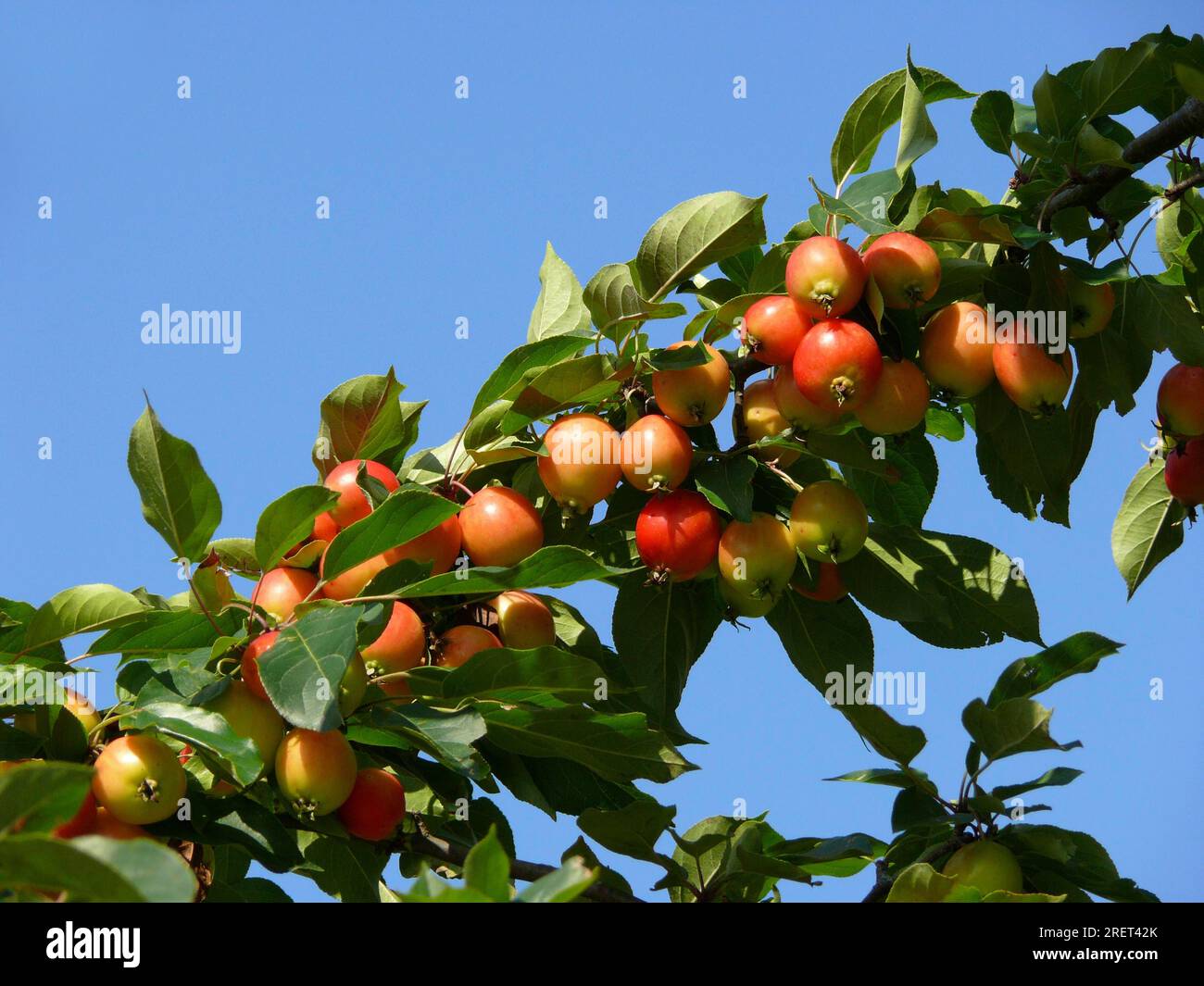 Ornamental apples on the tree (Malus x zumi Stock Photo - Alamy