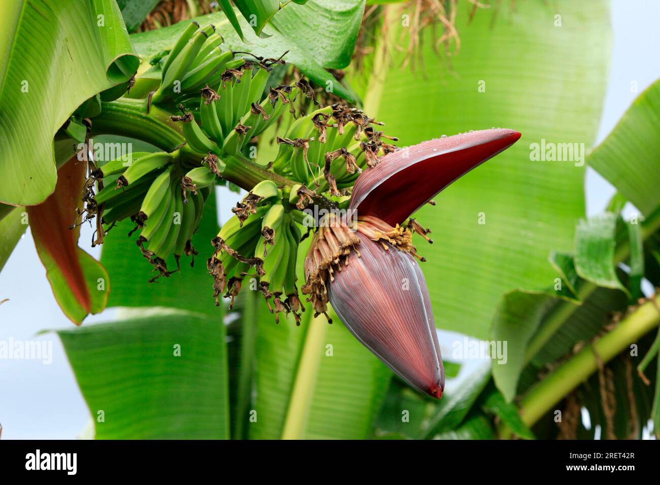 Banana (Musa) plant Banana plant sapientum fruit flower bloom Florida ...