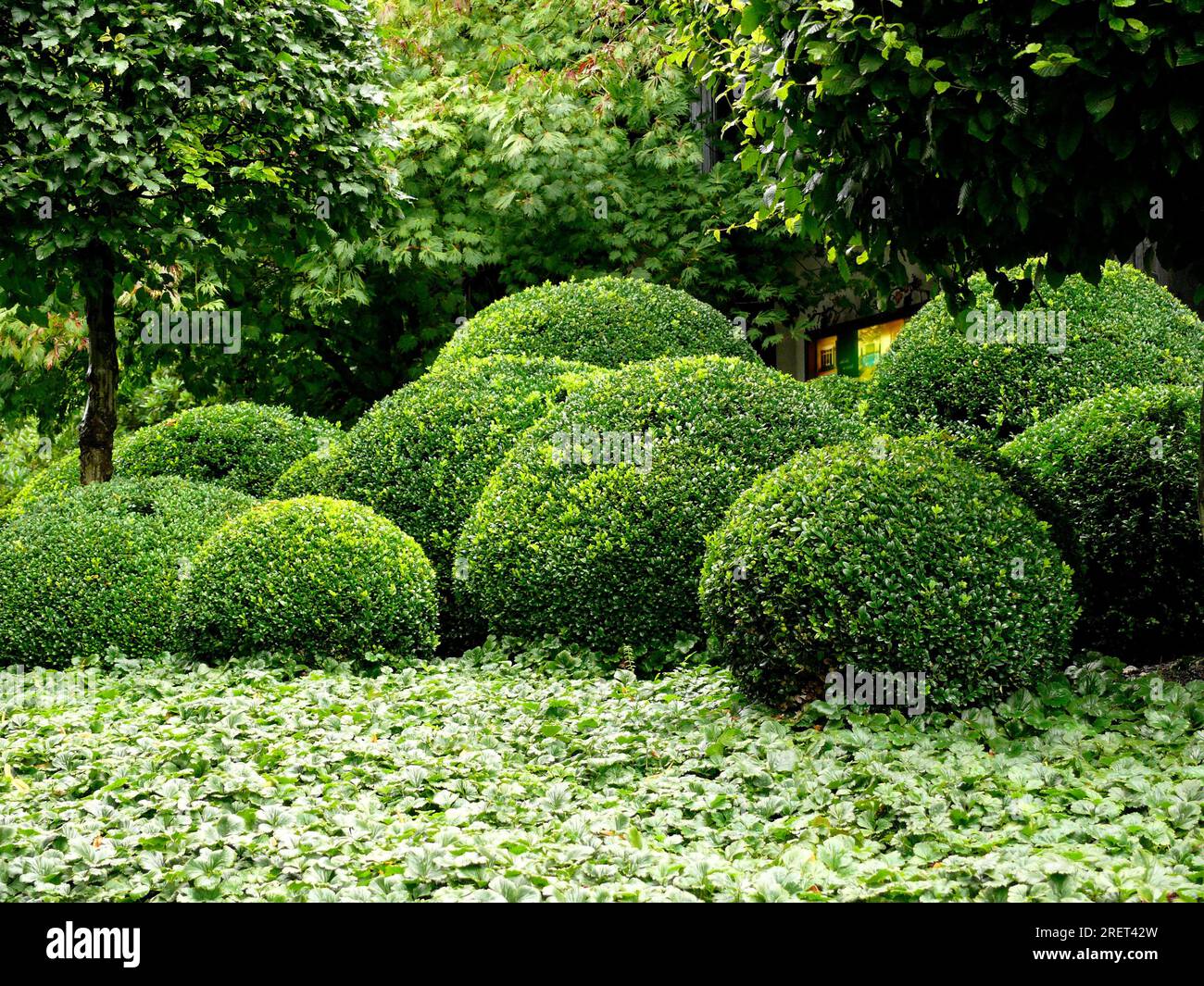 Boxwood spherical cut, common box (Buxus sempervirens), Boxwood ...