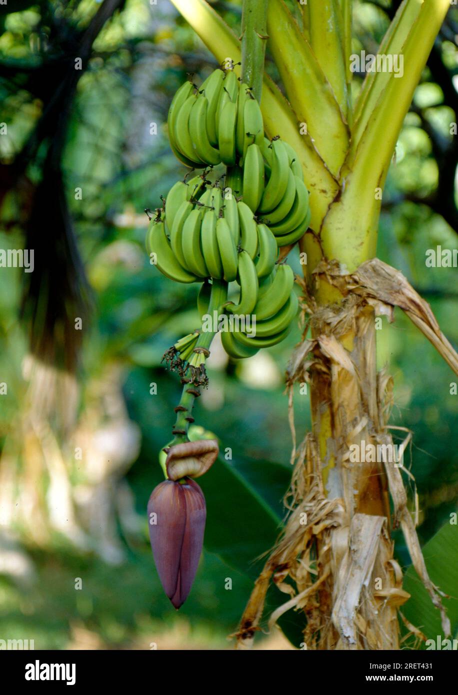 Banana tree (Musa acuminata), fruit bunch Stock Photo - Alamy