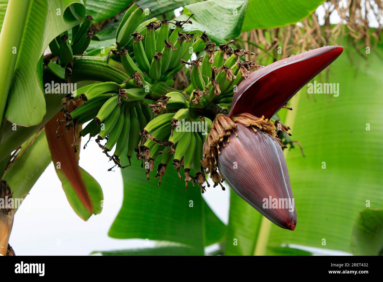 Banana (Musa) plant Banana plant sapientum fruit flower bloom Florida ...