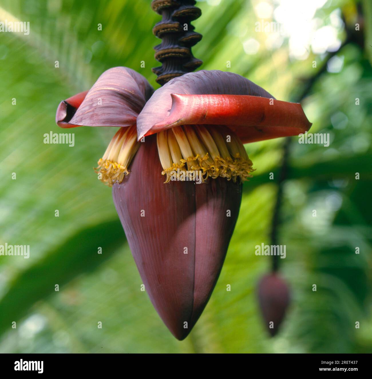 Red red banana (Musa velutina), dwarf banana, velvet banana, red velvet ...