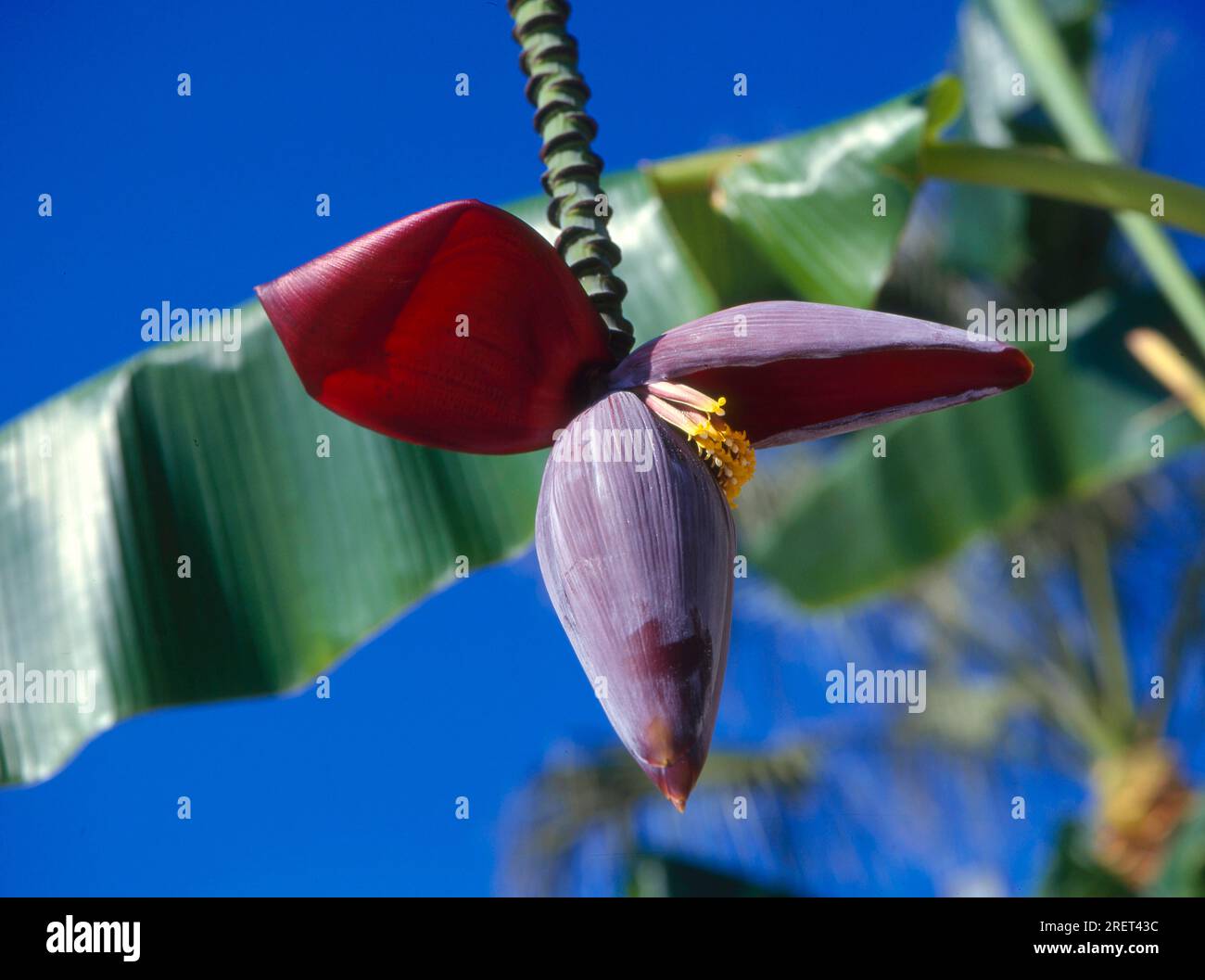 Red Red Banana Musa Velutina Dwarf Banana Velvet Banana Red Velvet Banana On Tree Shrub