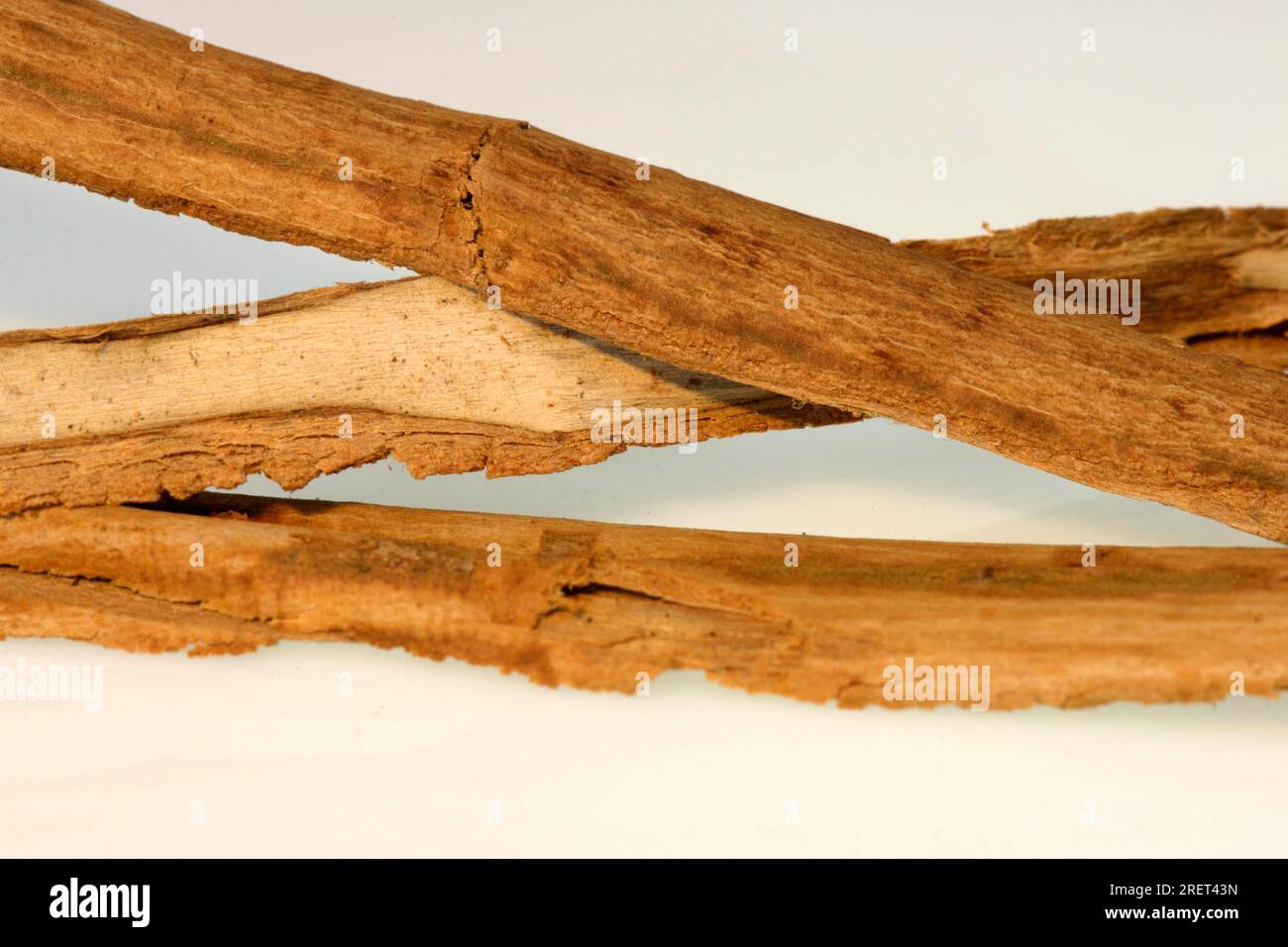 Cinnamon, Ceylon cinnamon Cinnamomum verum Bark bark Nosy Be Madagascar ...