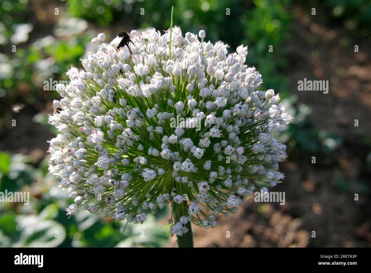 Chnobli hi-res stock photography and images - Alamy