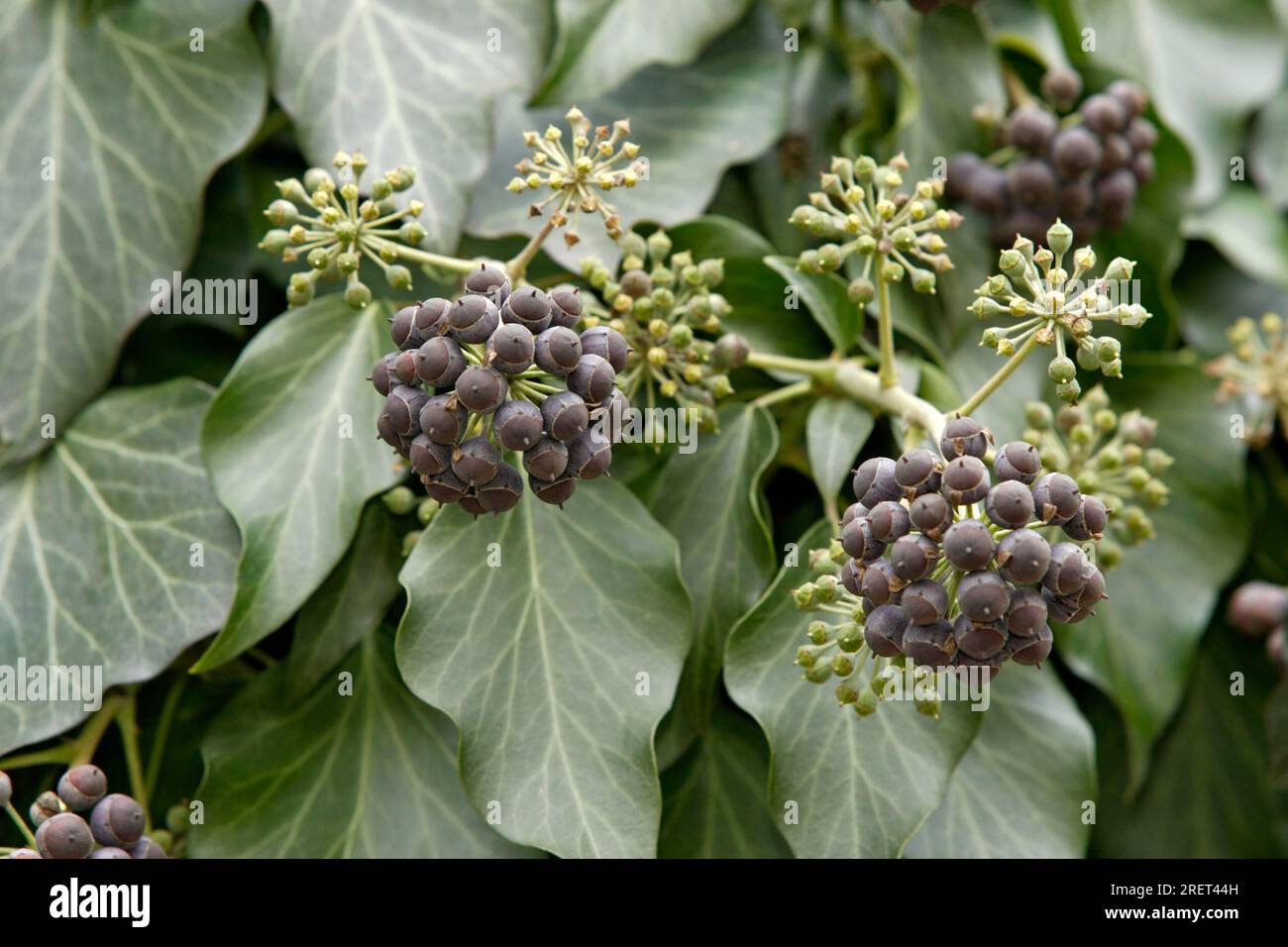 Ivy (Hedera) Hedera sp. Fruit Flower Bloom Stock Photo - Alamy