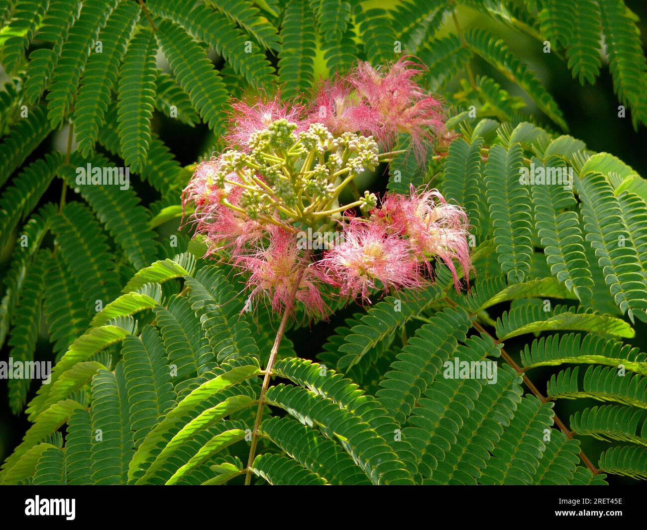 Mimosa, sensitive plant (Mimosa pudica Stock Photo - Alamy