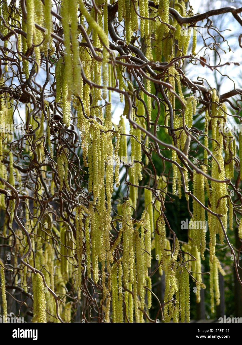 Common hazel (Corylus avellana), common hazel Stock Photo - Alamy