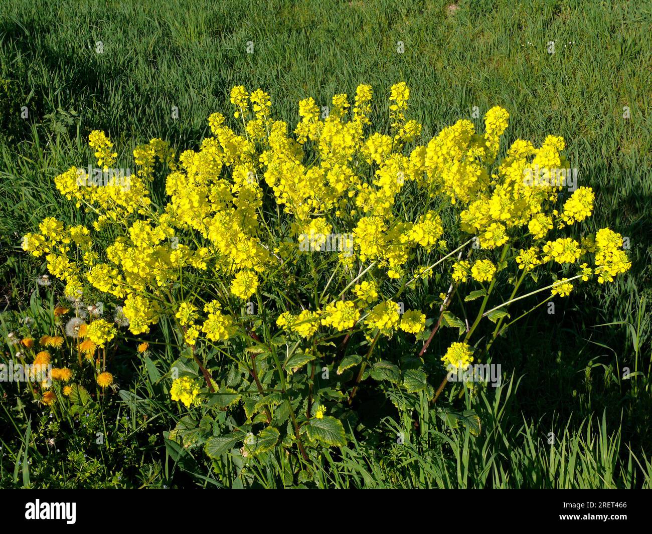 Rape flowering, rape (Brassica napus ssp. oleifera Stock Photo - Alamy