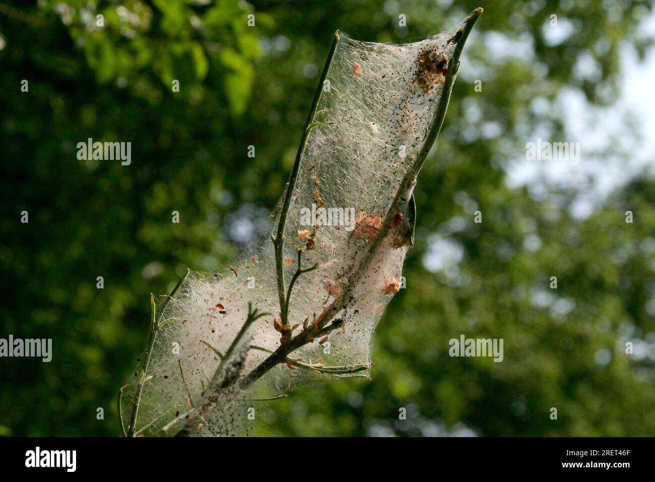 Spun twig hi-res stock photography and images - Alamy