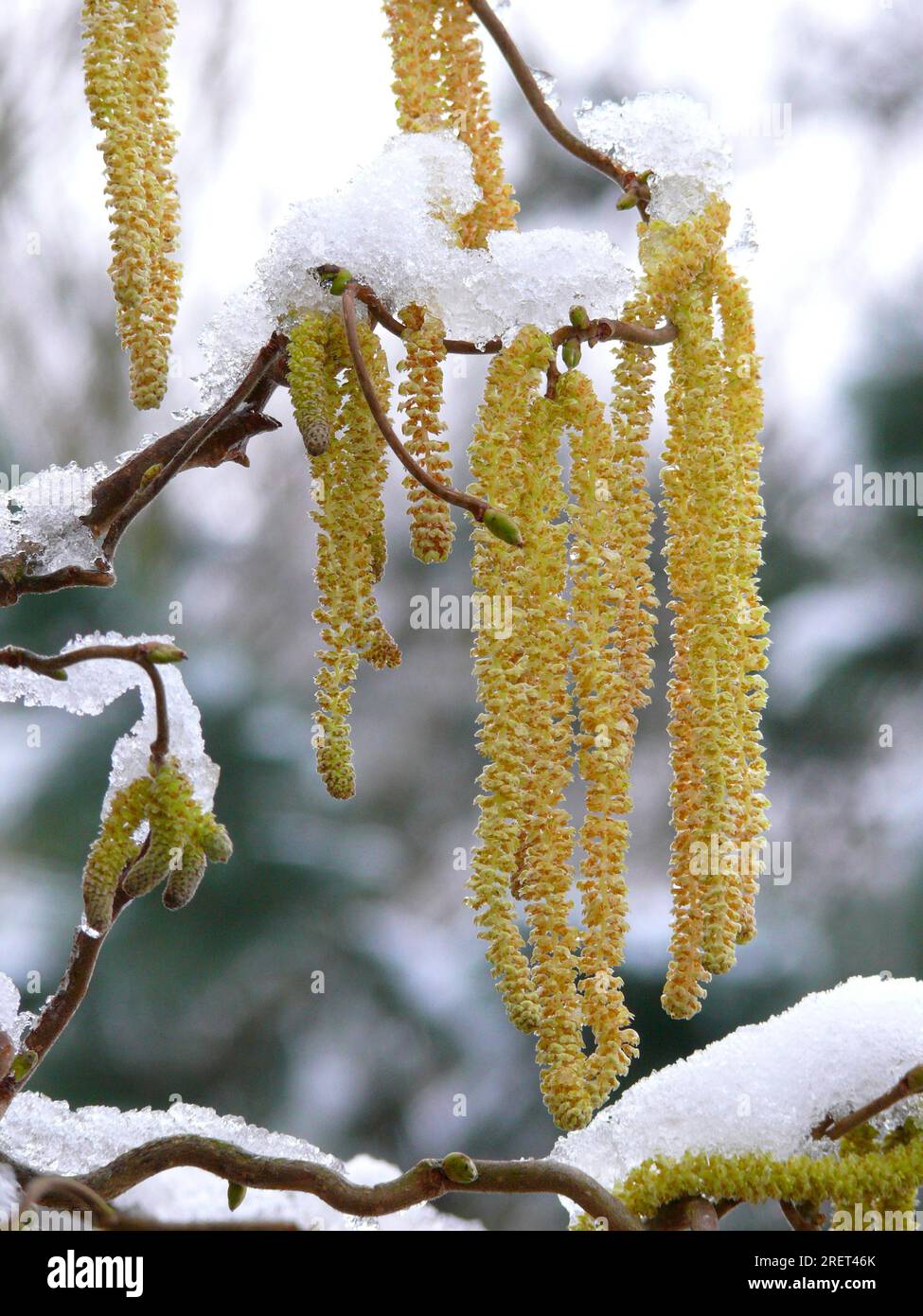 Hazelnut blossoms, hazelnut sausages with snow, common hazel (Corylus ...