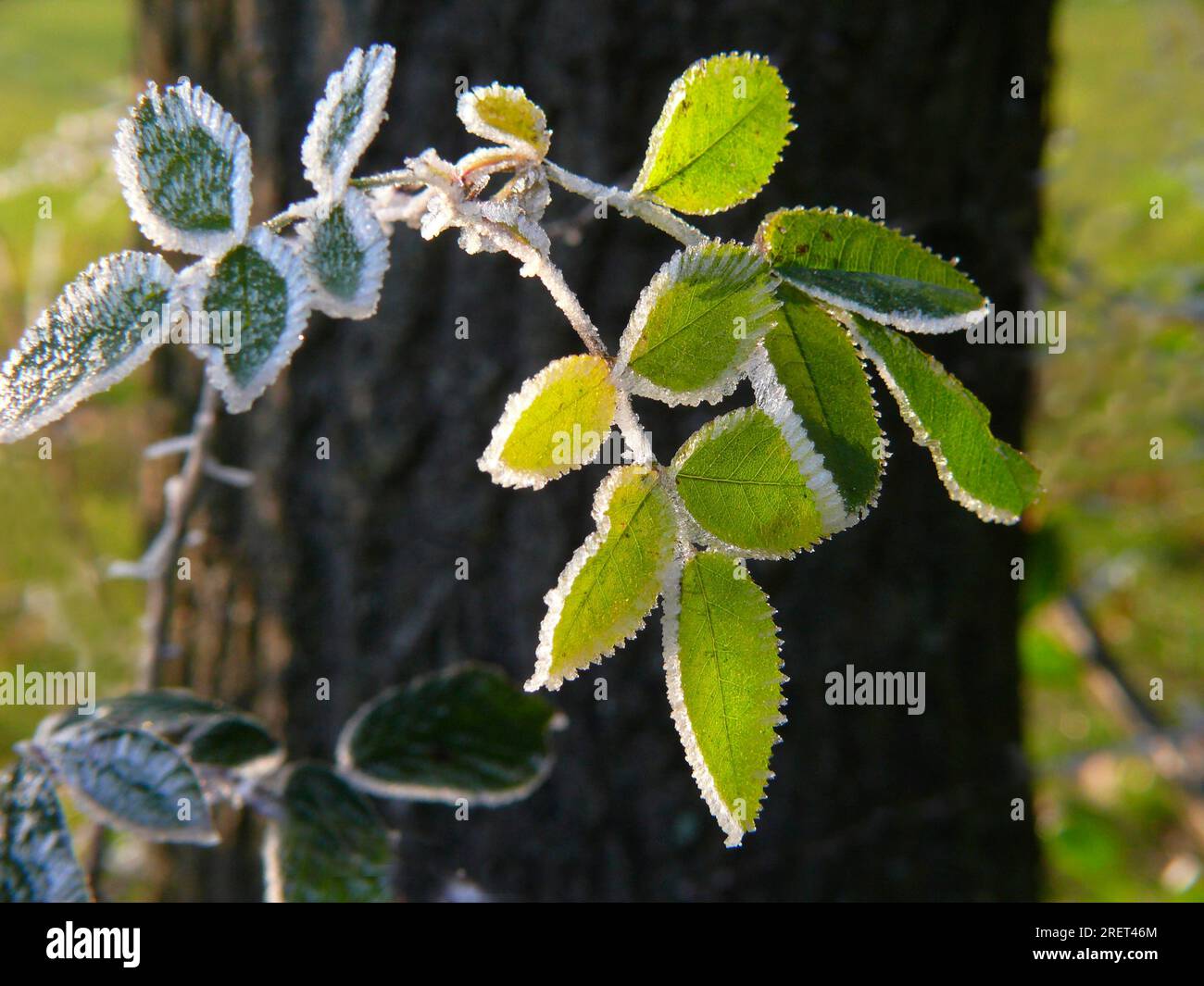 Shiver flower hi-res stock photography and images - Alamy