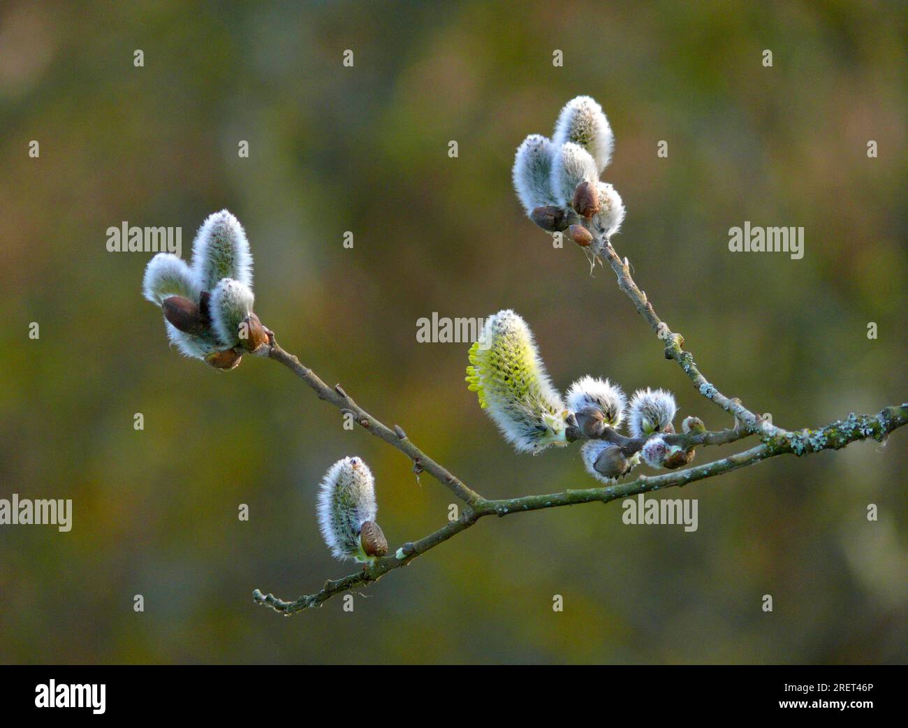 Willow blossom, willow catkin, goat willow (Salix caprea Stock Photo ...