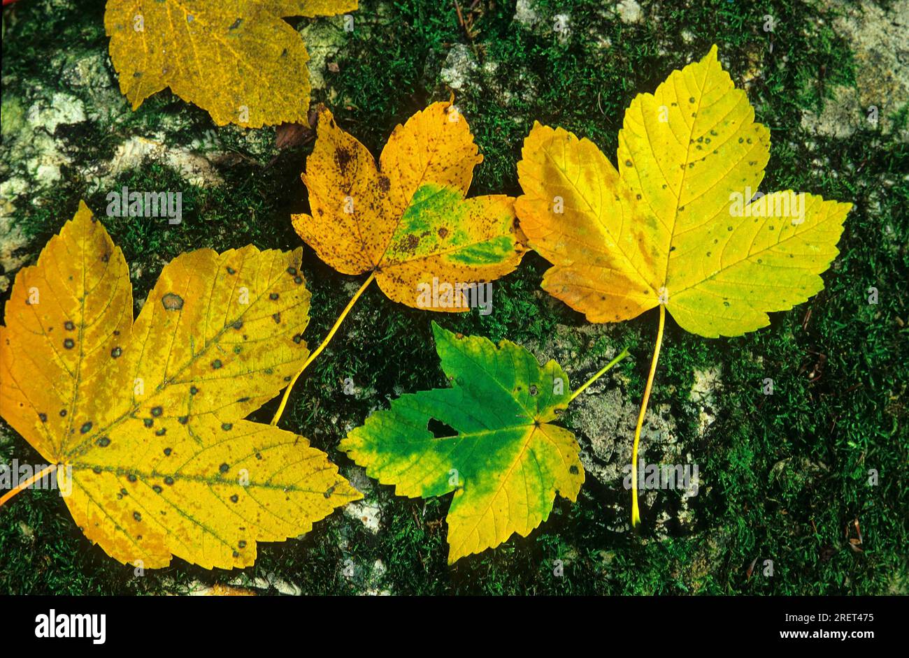 Autumn-coloured sycamore maple (Acer pseudoplatanus) leaves on moss ...