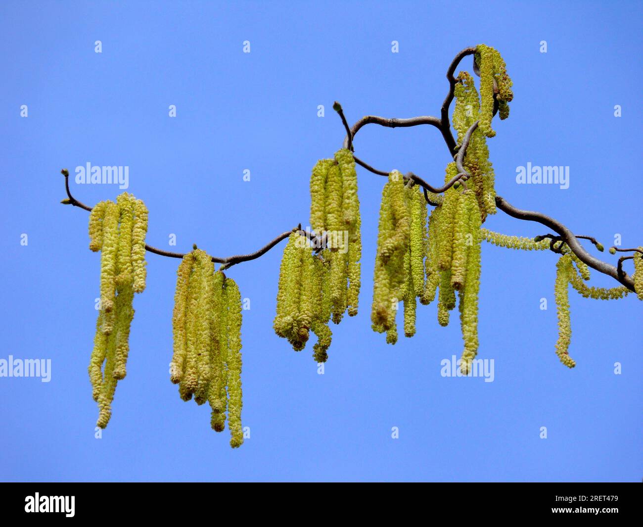 Common hazel (Corylus avellana), common hazel Stock Photo - Alamy