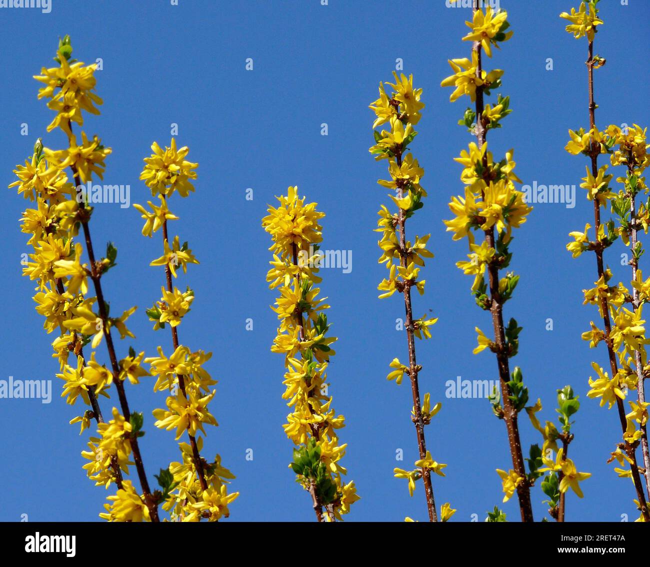 Forsythia (Forsythia x intermedia), golden lilac Golden bells, pole ...