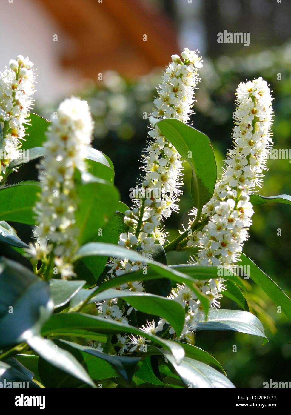 Cherry Laurel (Prunus laurocerasus) flowering, cherry laurel Stock ...