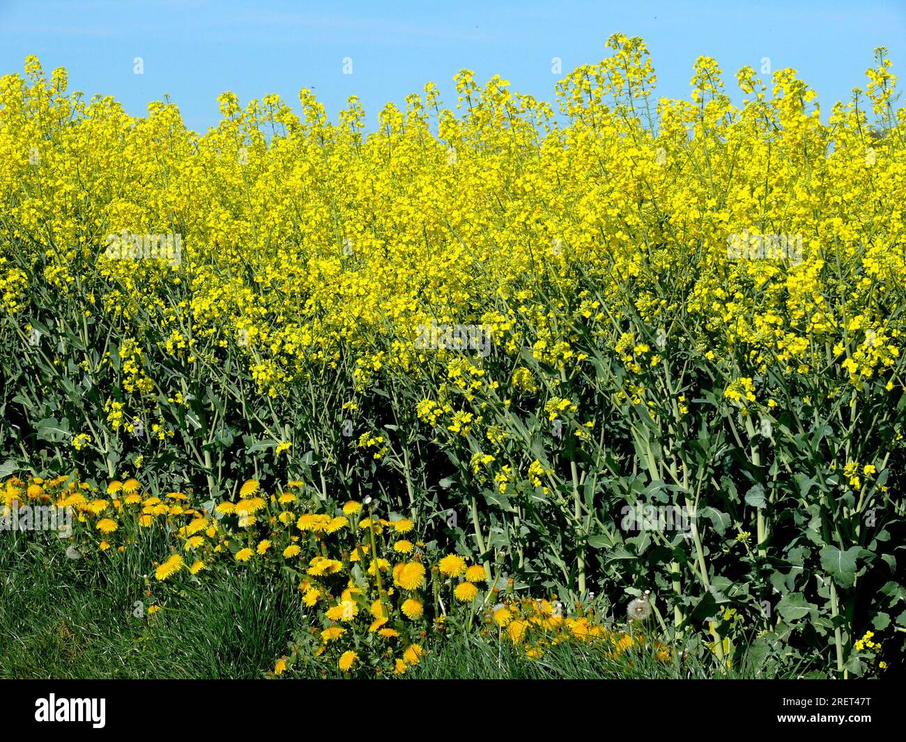 Rape flowering, rape (Brassica napus ssp. oleifera Stock Photo - Alamy
