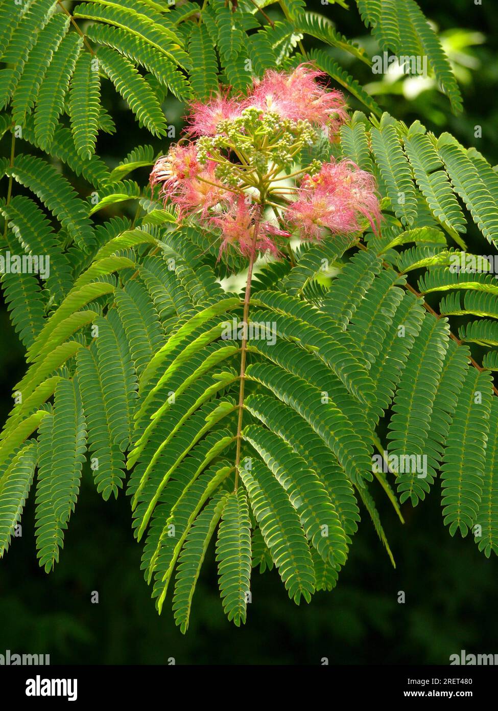 Mimosa, sensitive plant (Mimosa pudica Stock Photo - Alamy