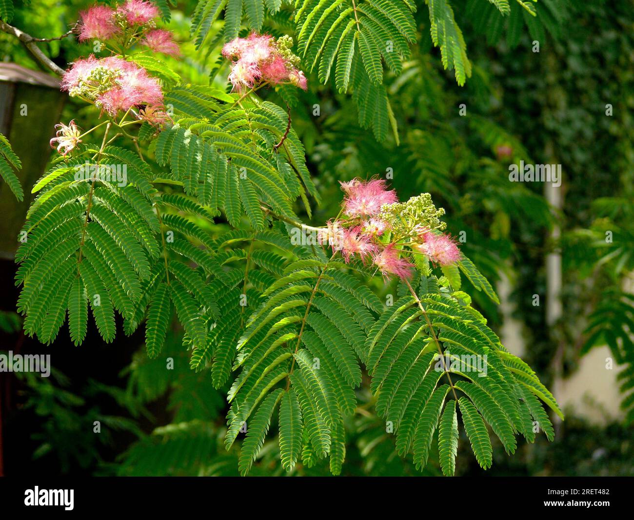 Mimosa, sensitive plant (Mimosa pudica Stock Photo - Alamy