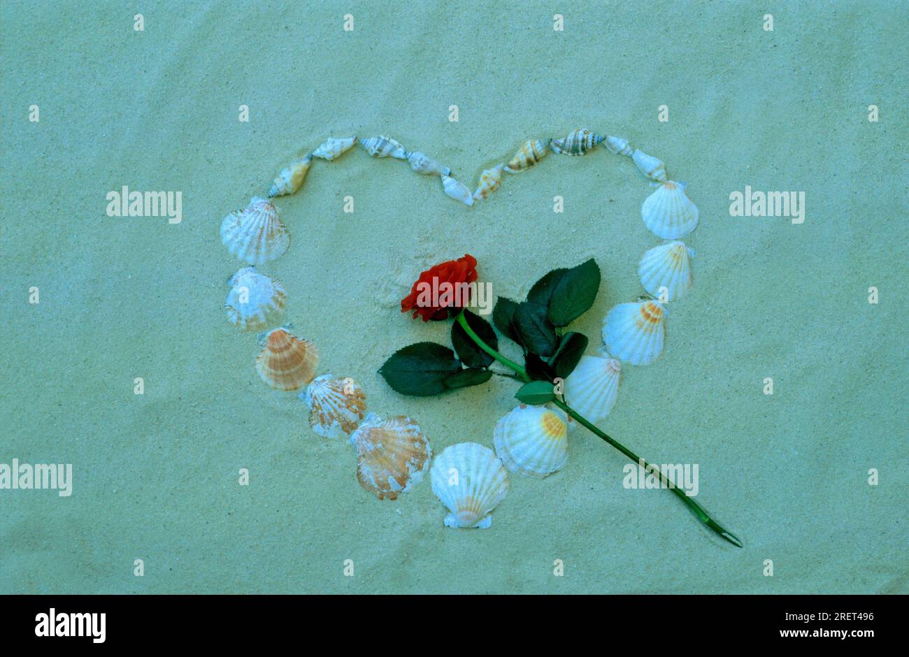 Heart of shells with red rose, Heart with rose Stock Photo - Alamy