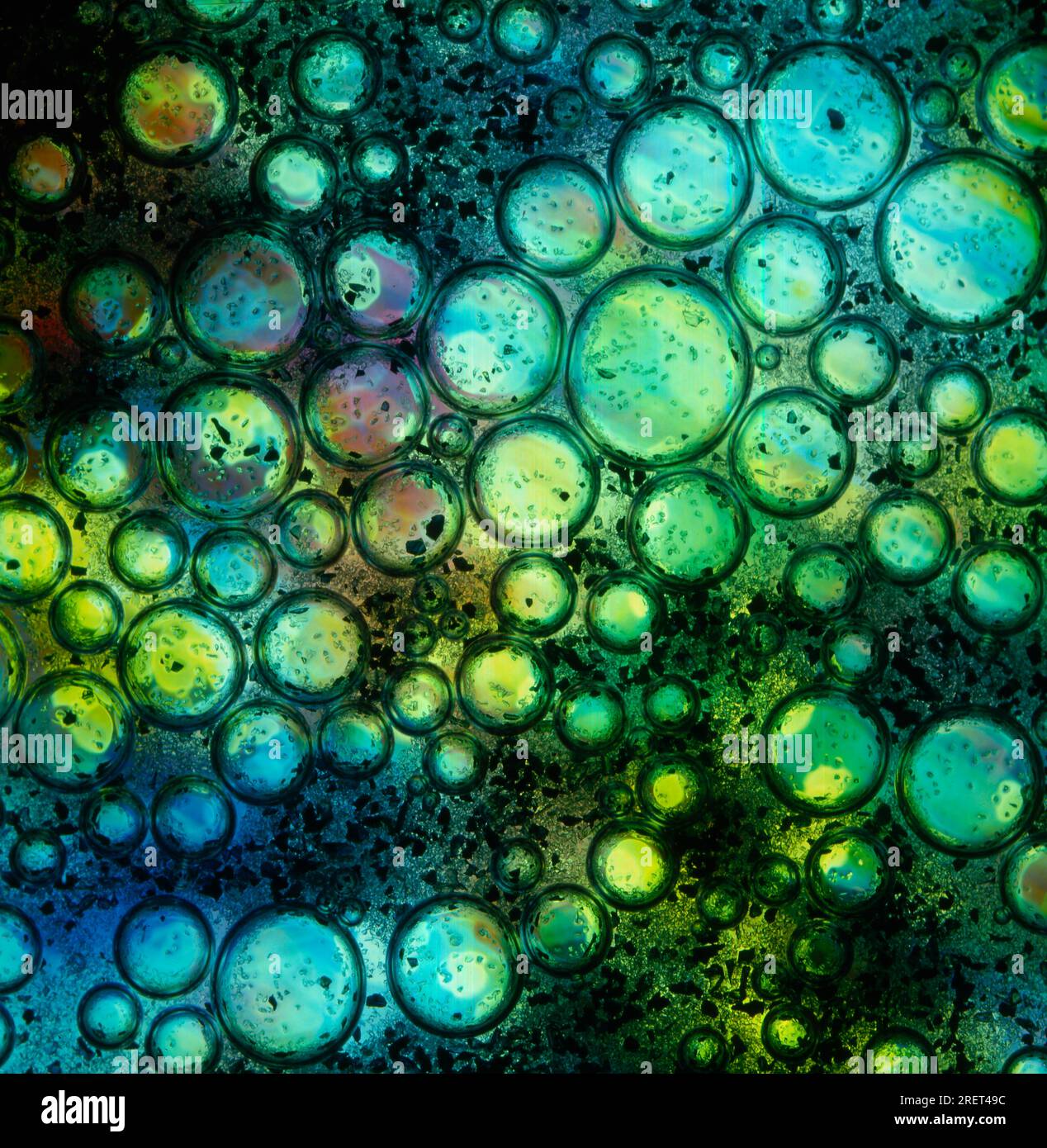 Bacterial culture, pure cultures Stock Photo - Alamy