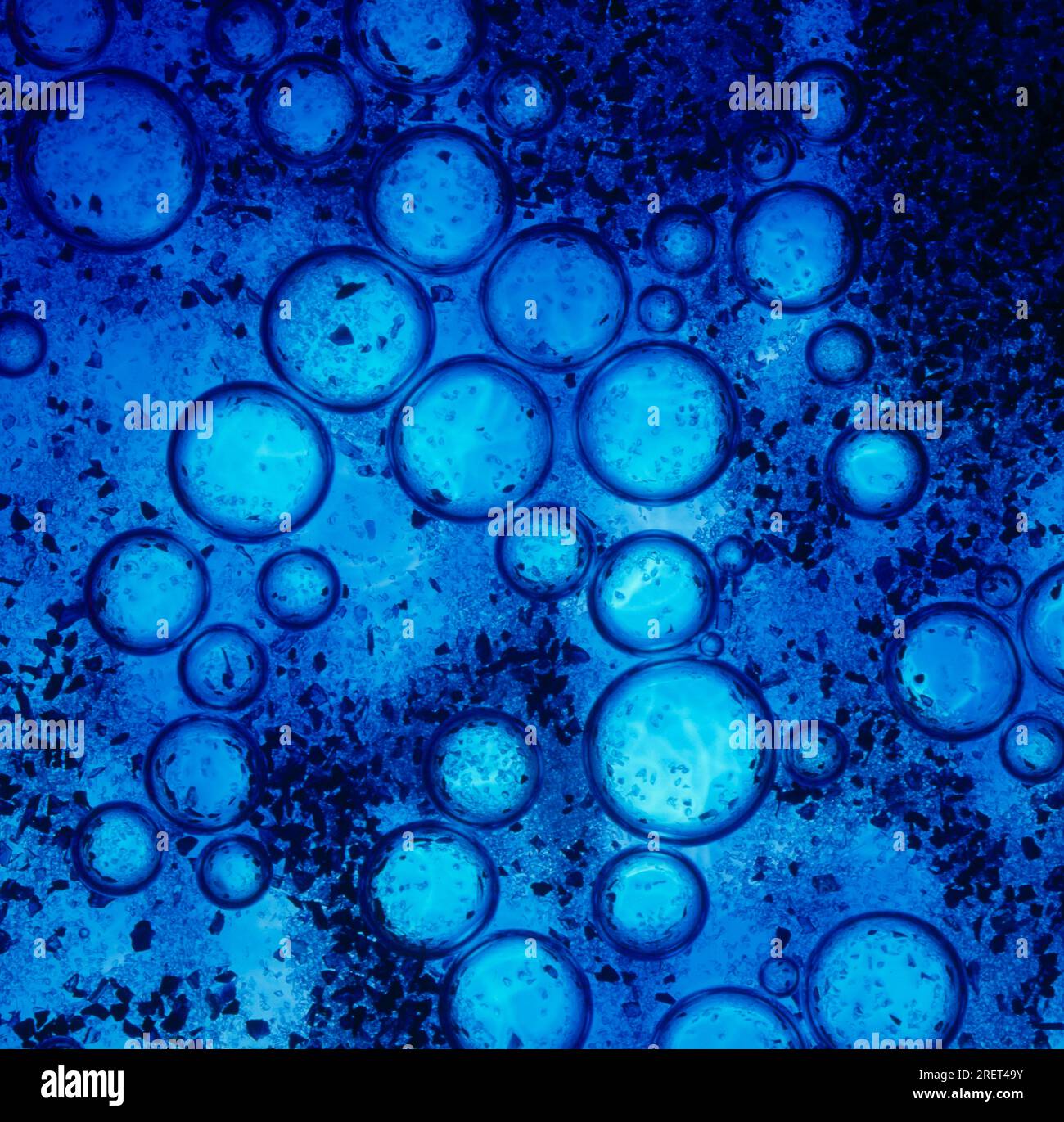 Bacterial culture, pure cultures Stock Photo - Alamy