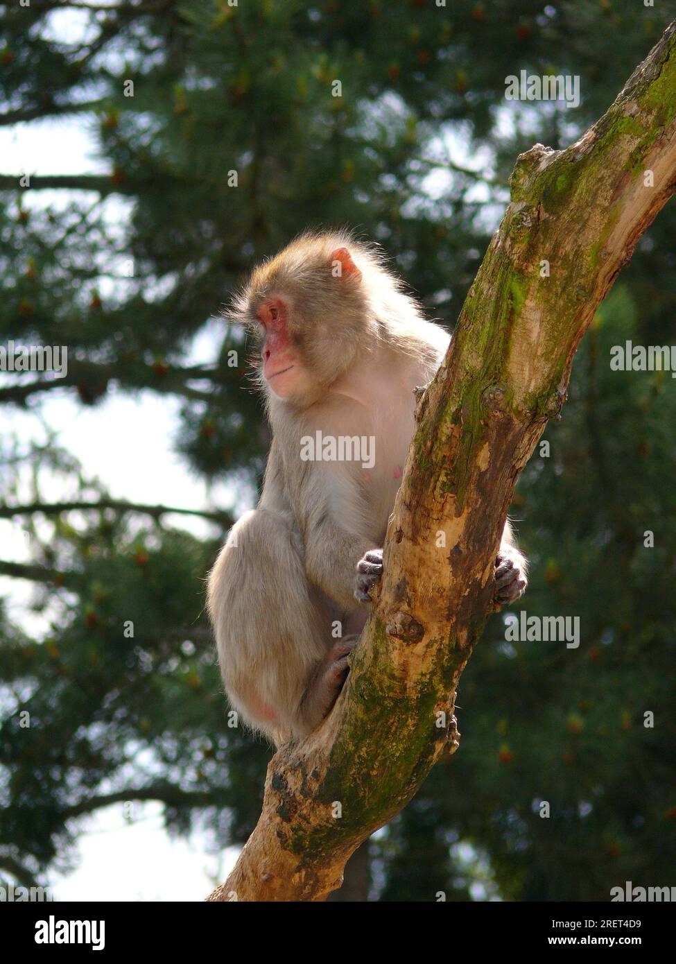 Monkey at Stuttgart Zoo, red-faced monkey, Japanese macaque (Macaca ...
