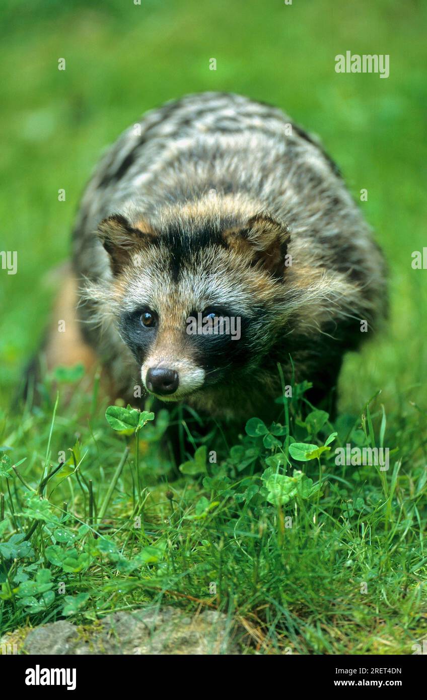 Raccoon dog (Nyctereutes procyonoides), Enok Stock Photo - Alamy
