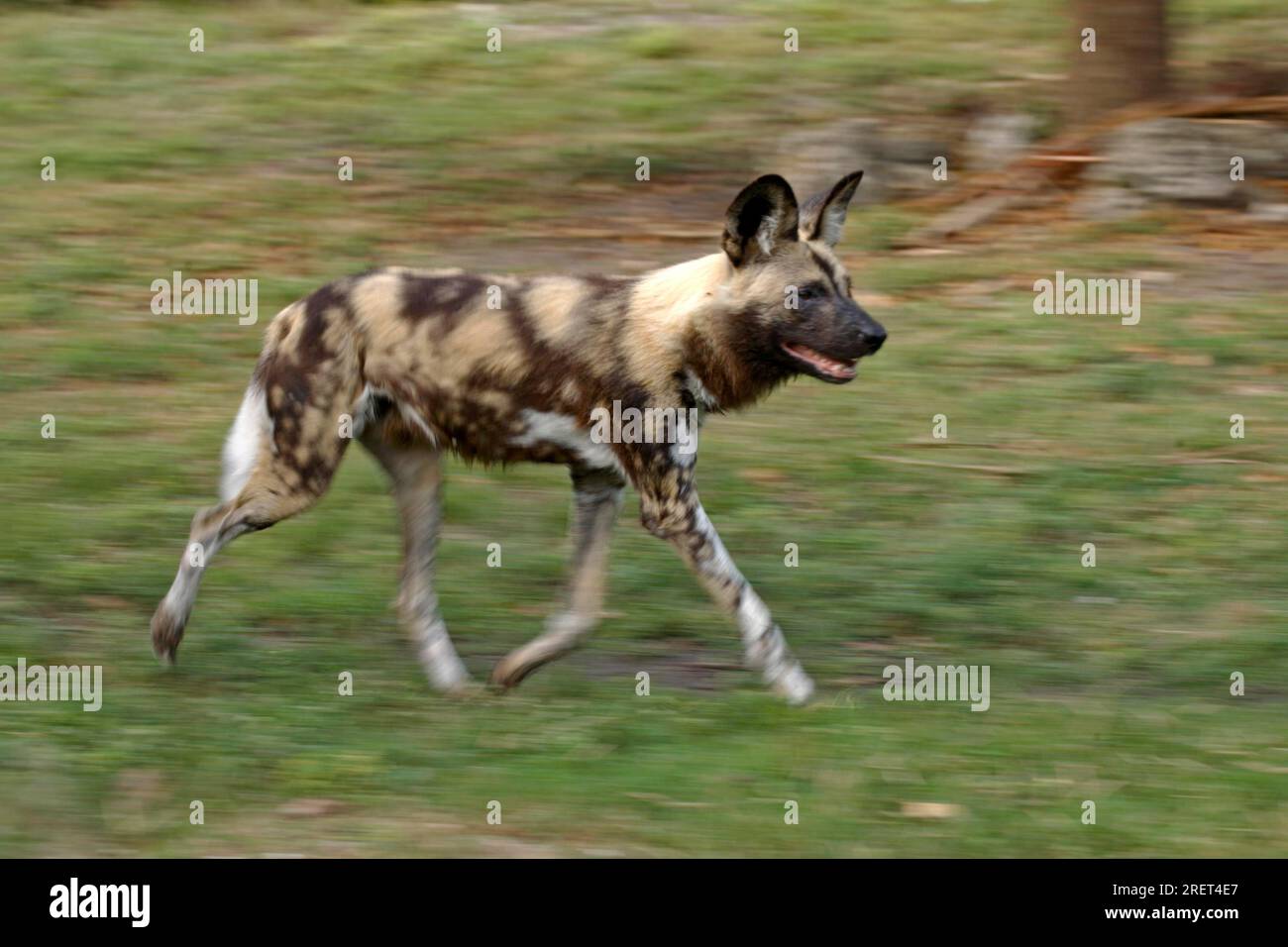 African Wild Dog (Lycaon pictus) African Wild Dog Adult running running ...