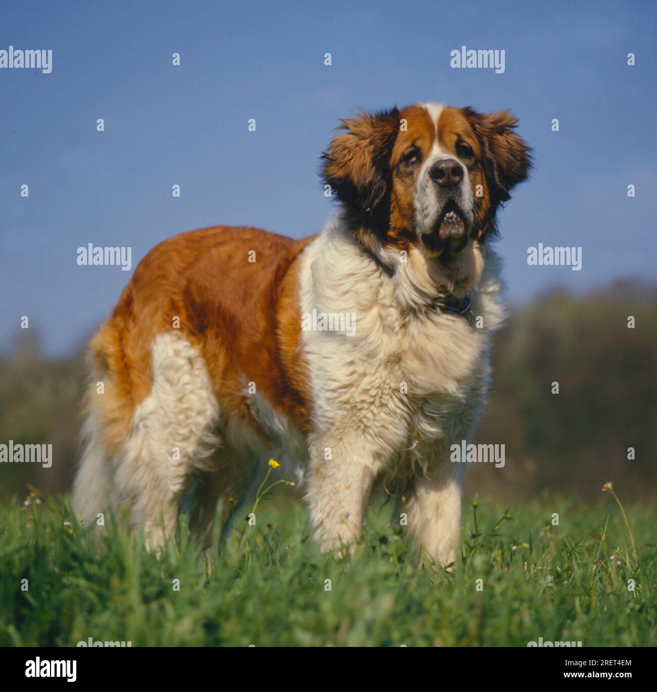 St. Bernard, St. Bernard Dog, FCI, Standard No. 61 Stock Photo - Alamy
