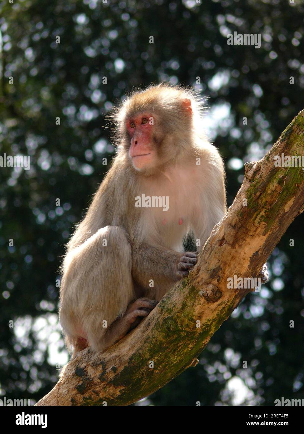 Monkey at Stuttgart Zoo, red-faced monkey, Japanese macaque (Macaca ...