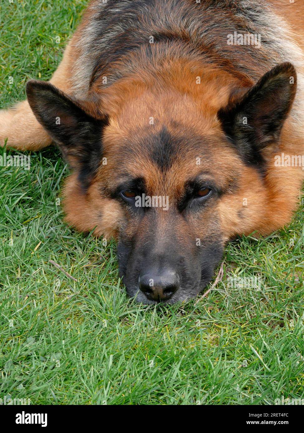 German Shepherd Dog, FCI, Standard No. 166 Stock Photo - Alamy