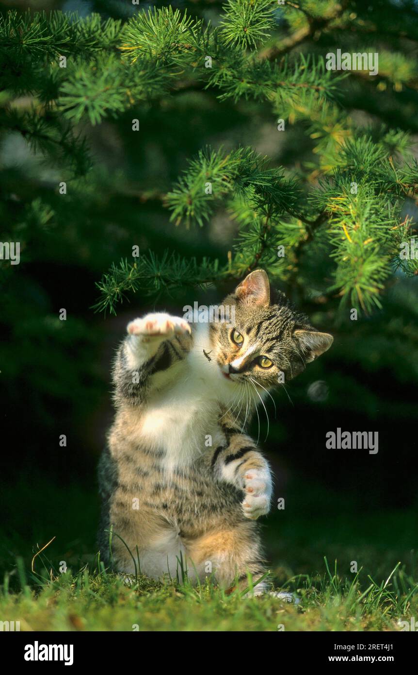 Chasing the mouse hi-res stock photography and images - Alamy